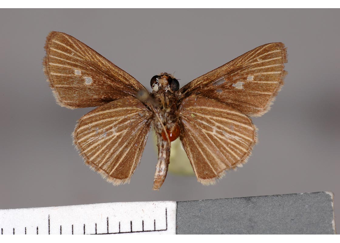 Vehilius stictomenes madra (type specimens)